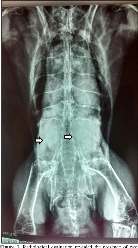Figure 1 From Chronic Salpingitis In Collared Forest Falcon Micrastur Semitorquatus Vieillot