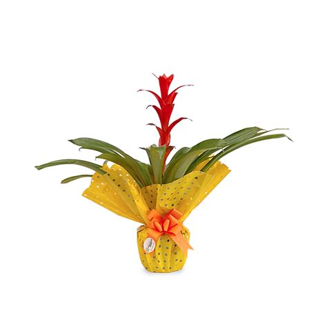 Bromelia Vivero El Bosque