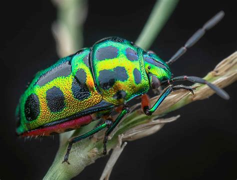 Colorful Beetle Species