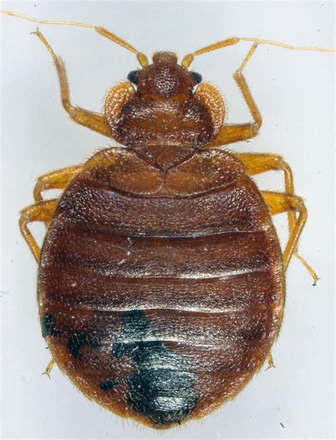 Bedbugs Making France Anxious Ahead Of 2024 Summer Olympics Los