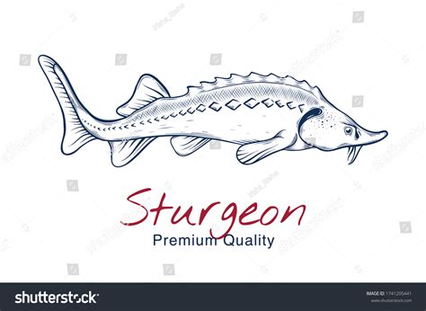Sturgeon