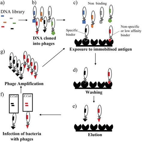 The Phage Display Process A A Dna Library Is Constructed Coding For