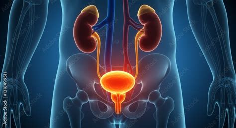 Anatomical Illustration Of The Human Urinary System Highlighting