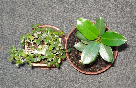 Ficus Burtt Davyi Progress