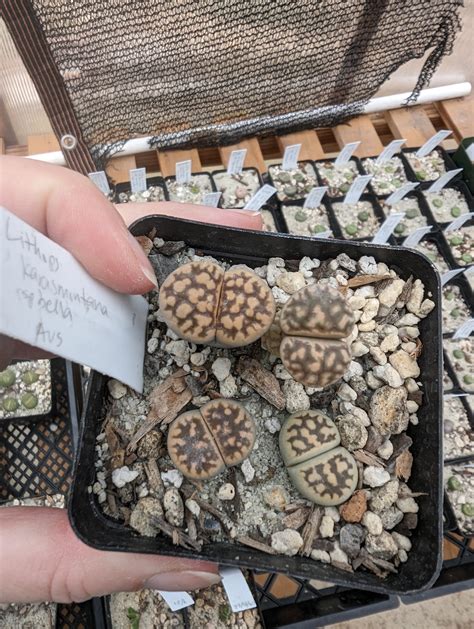 Lithops Karasmontana Ssp Bella Sb 2181 Trex Plants