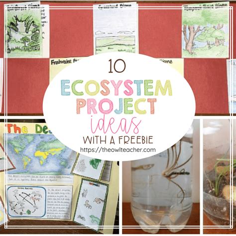 Examples Of Ecosystems Projects