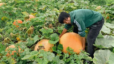 乔小刀，与他的 荒野之国”风闻