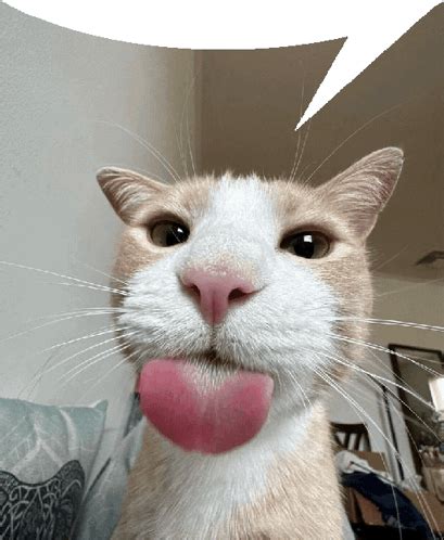 Cat Cats Sticker Cat Cats Caption Discover And Share S