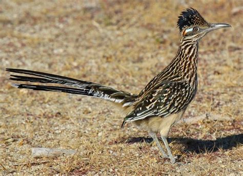 Roadrunner Bird These Are Also Everywhere But Are Incredibly Difficult