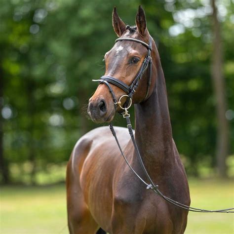 Cornets All In By Cornet Obolensky Windows V H Costersv Diarado WestfÄlisches