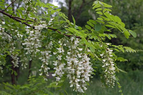 Black Locust Tree Origin At Michelle Burgess Blog