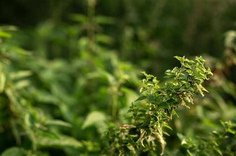 Premium Photo Soybean Plant In The Garden Agriculture Agronomy Industry