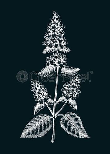 Catnip Sketch Apothecary Plant Drawing Herbal Remedies Medicinal Plant
