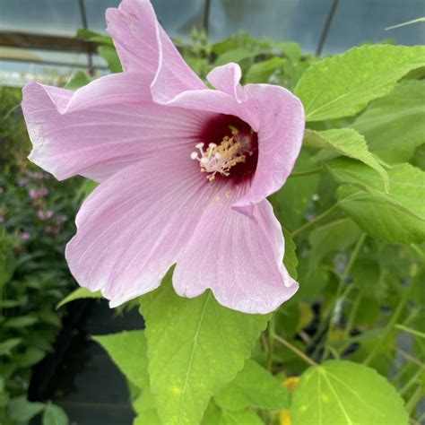 Hibiscus Moscheutos Swamp Rose Mallow Unity Grown Unity Church Hill