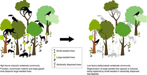 Schematic Representation Of Forest Regeneration In Natural And