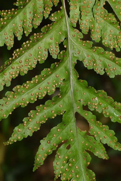 Tectaria Mexicana Ferns And Lycophytes Of The World