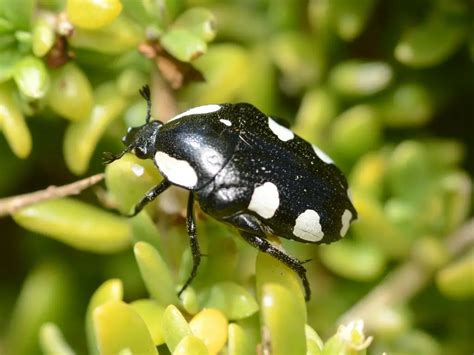 22 Black Bugs With White Spots Pictures And Identification