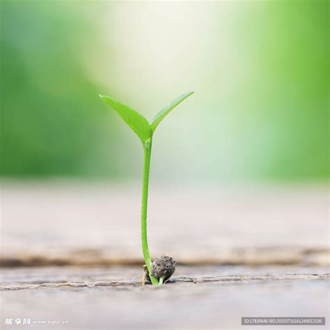 破土而出的嫩绿幼苗摄影图花草生物世界摄影图库昵图网