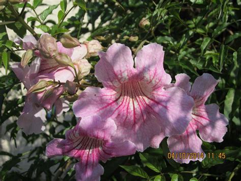 Bignone Rose Le Jardin Des Iris Du Barry Pour Les Personnes Qui Aiment Les Iris Le
