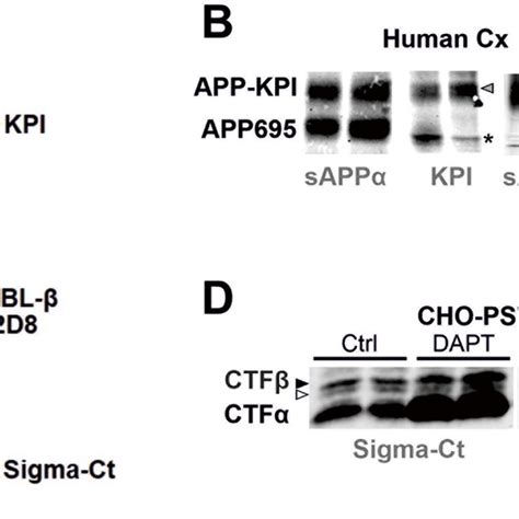 Biochemical Characterization Of App Ntf And Ctf Fragments In Frontal Download Scientific