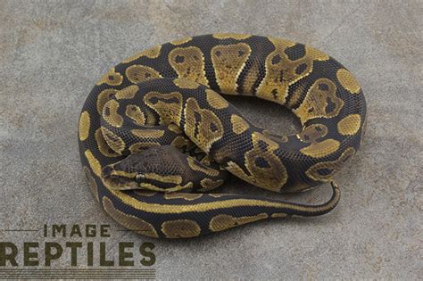 Carbon Ball Python Traits Morphpedia