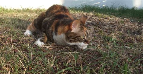 Histoire De Chats Position Chasse