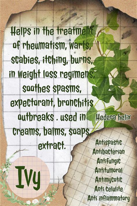 Ivy Benefits Photograph By Ana Naturist Pixels