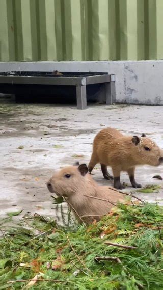 Клипы очаровательные капибары
