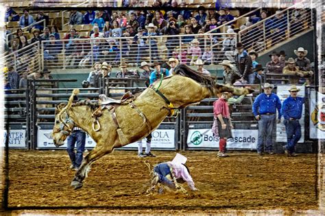 Bucked Off The Bucking Buckskin Photograph By Alice Gipson Fine Art
