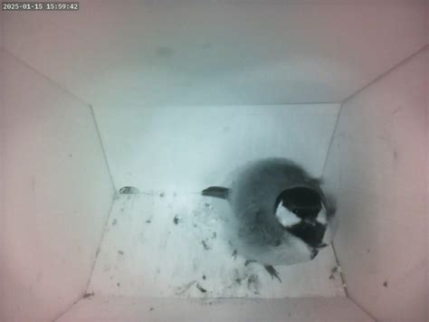 Holken Object Detection Model By Holken