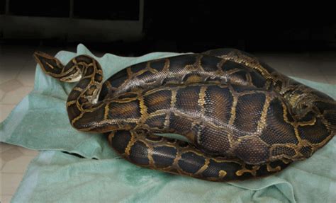 Kyles Fantasy 1011 By Python Vore On Deviantart