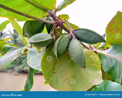 Some Unique Fruit From A Tree Stock Image Image Of Evergreen Plant 264196511