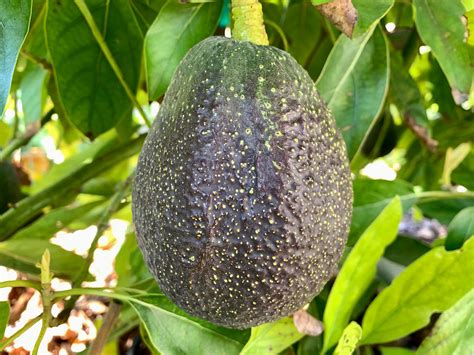 Avocado Fruit Maturity