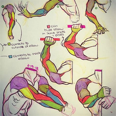 Pin By 1euphorium On Drawing Tutorialsreferences Human Anatomy