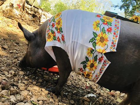 Conoce A Choni La Cerdita Yucateca Posta México