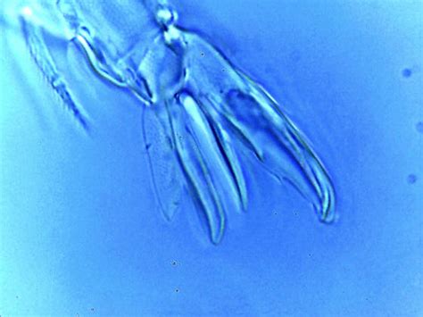 Cyphoderus Sp Cyphoderus Bugguidenet