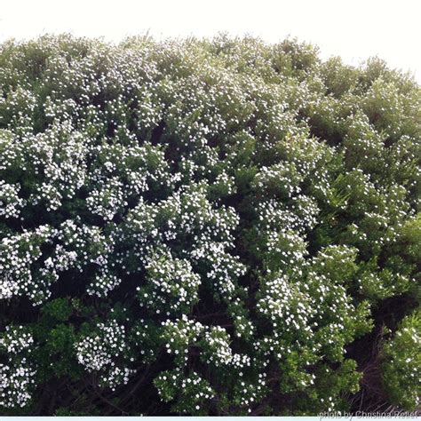 The Sanctity Of Sex Part 1 Frank Retief