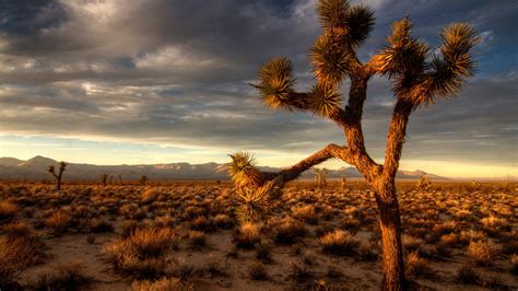 Desert Vegetation Wallpaper 1920x1080 27014