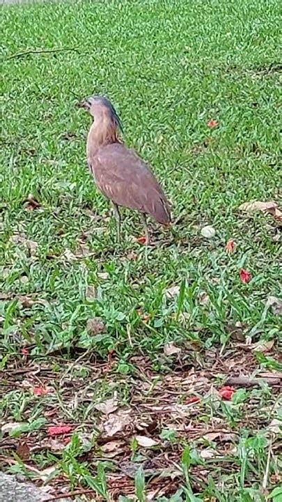 可愛的鳥😀 Youtube