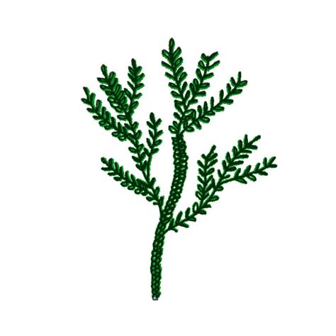 Cedro Gian Maria Amatori