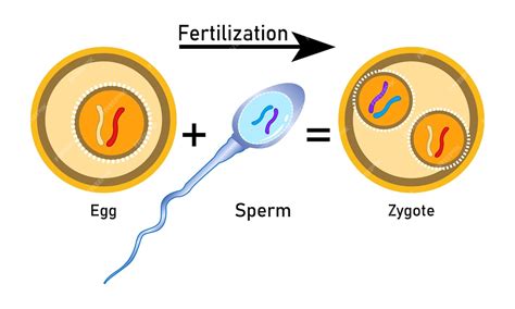 Premium Vector Fertilization Process With Stepbystep Sperm Egg And