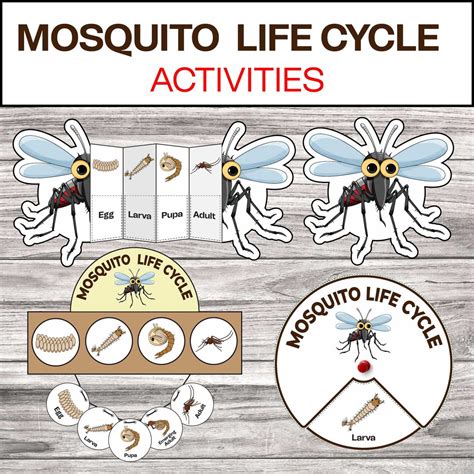 Mosquito Life Cycle Activity Pack Explore The World Of Mosquitoes Etsy