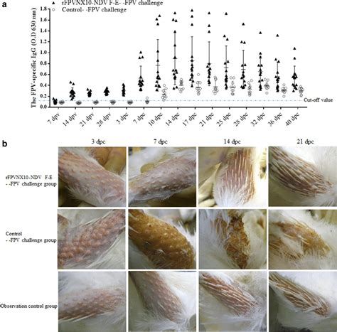 Determination Of Anti Fowlpox Virus Fpv Antibodies And Observation Of Download Scientific