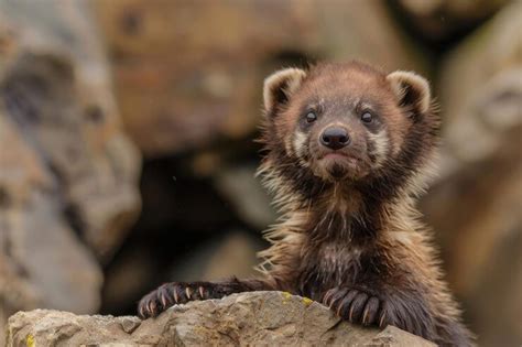 Premium Photo A Goofy Wolverine Cub With A Surprised Expression And Big Fluffy Paws