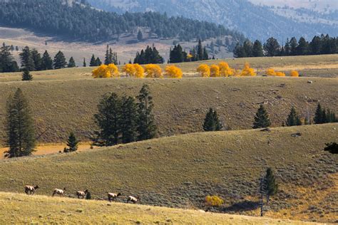 Montana Fall Colors 2024 Roveme