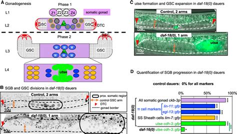 Figure 2 From Cell Non Autonomous Function Of Daf 18pten In The