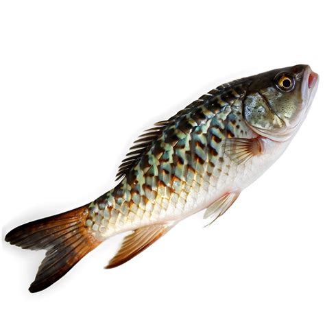 Download Fish Tail Png Fjm74
