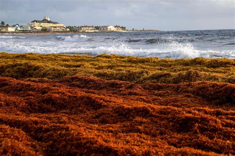Sargassum Bloom Contains Flesh Eating Bacteria Study Shows