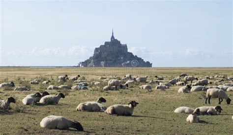 Flock Of Sheep In Front Of The Mont Saint Michel Abbey Mont Saint