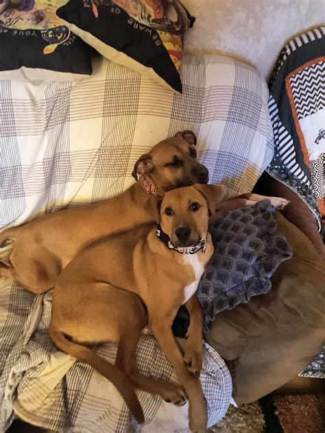 Bert B Squad Dog Rescue